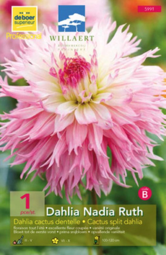Dahlia (split) 'Nadia Ruth' | bol