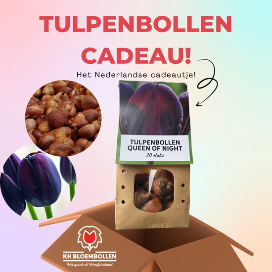 25 Tulpenbollen Queen of night cadeau verpakking- Bloembollen - Tulpen ...