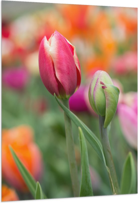 Vlag - Donker roze tulpen die nog aan het uitkomen zijn - Bloemen ...