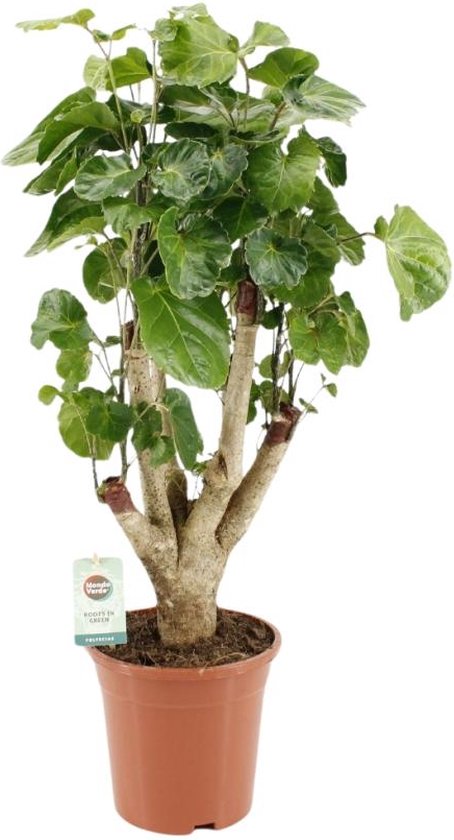 Polyscias Lemon M | bol.com