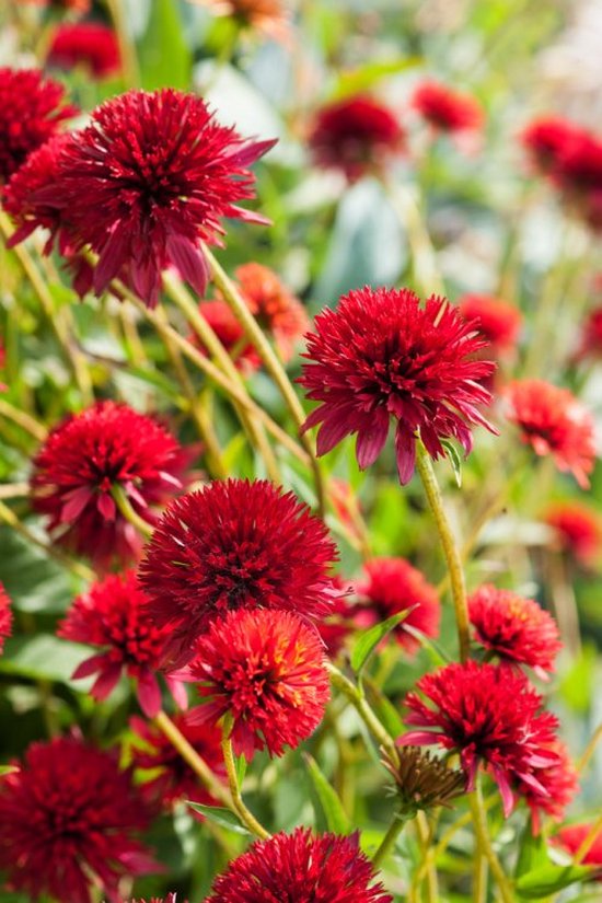 Plants Online - Tuinplanten - Vaste planten - Set van 10 - Echinacea ...
