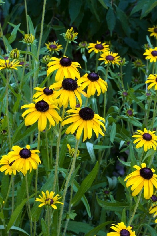 Plants Online - Tuinplanten - Vaste planten - Rudbeckia fulgida 'Viette ...