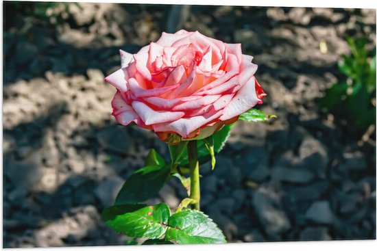 Vlag - Roze Rosa Violet Carson op Steentjes Achtergrond- Bloemen ...