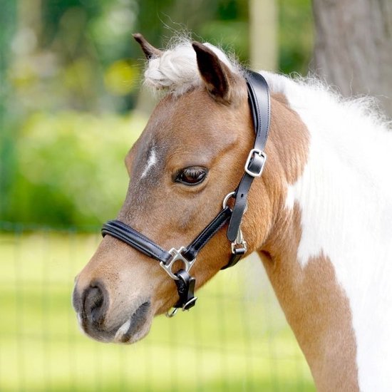 HB Showtime Lederen halster Little sizes - maat Pony - black | bol