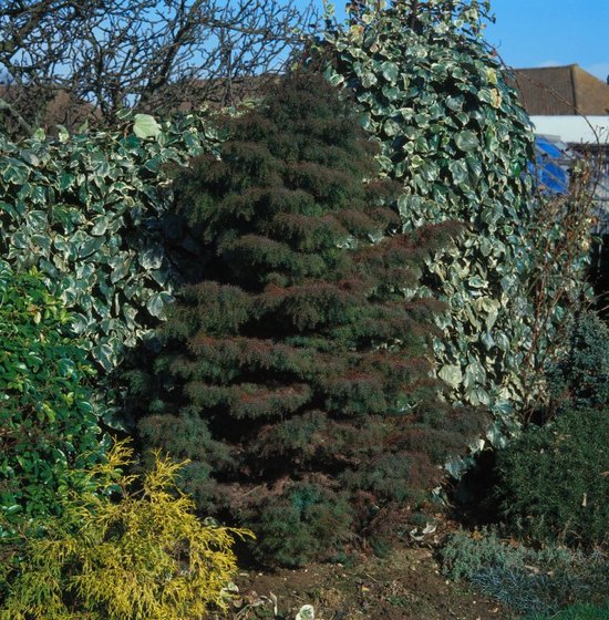 Plants Online - Haagplanten - Coniferen - Tuinplanten - Sier coniferen ...