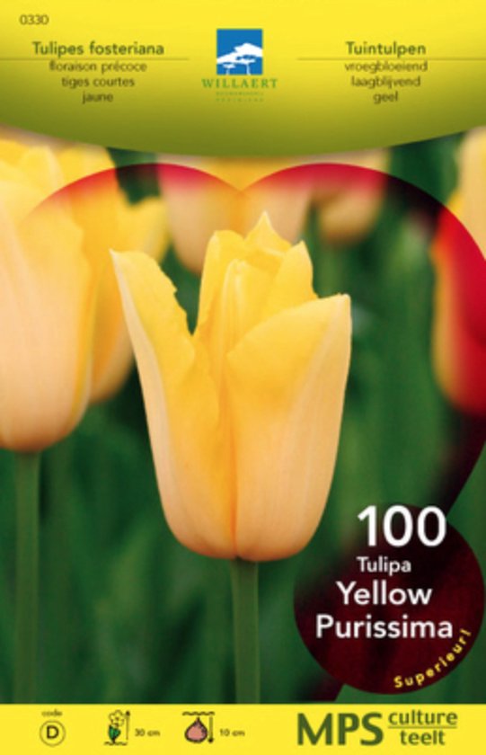 Tulipa fosteriana 'Yellow Purissima' | bol