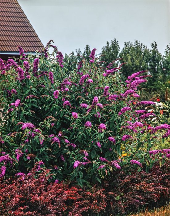 Buddleja davidii 'Border Beauty' C2 30-40 cm | 3m2 | Inclusief gratis ...
