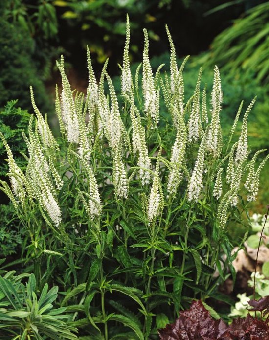 3 stuk(s) | Veronica spicata 'Alba' P9 | bol.com