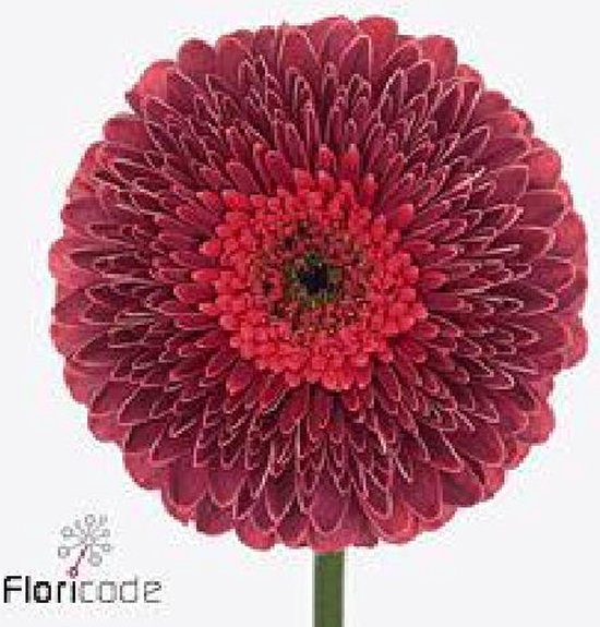 DutchFlowers - Boeket - 15x Gerbera gerponi big sija 70cm | bol
