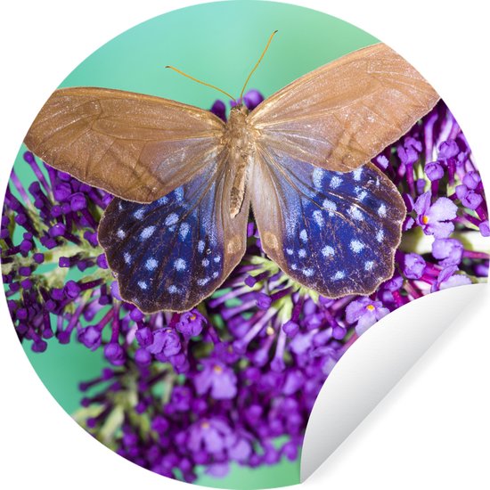 Behangcirkel - Exotische vlinder op de vlinderstruik - ⌀ 30 cm - Muurcirkel -... | bol.com