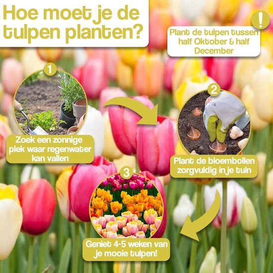 25 Tulpenbollen Queen of night cadeau verpakking- Bloembollen - Tulpen ...