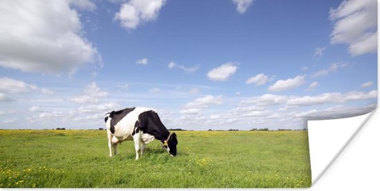 Poster Vaches frisonnes paissant dans un pré vert en Frise 40x20 cm ...
