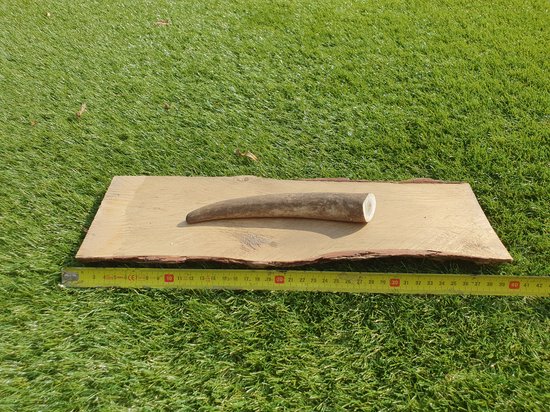 Wild Season Antlers - Hertengewei - Gewei - Antler - Vol hond - 85-140 ...