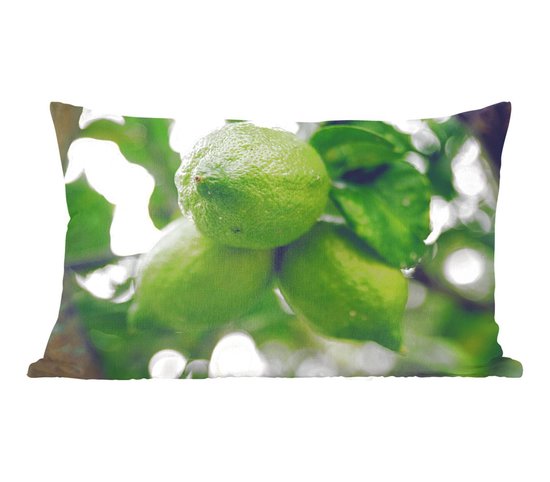 Fruit - Limoen - Boom | bol.com