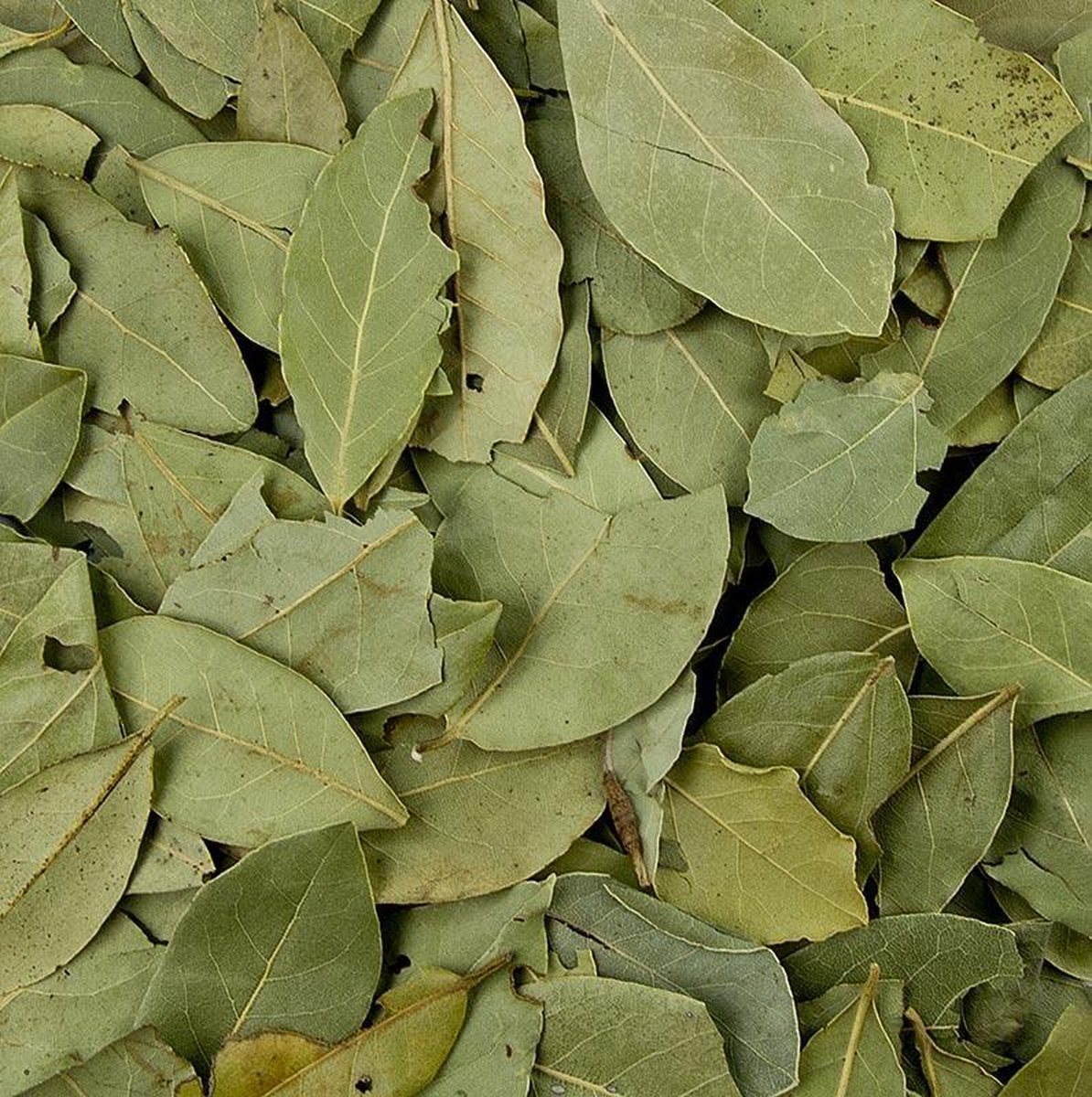 2 planten eetbare Laurier - keukenlaurier - Laurus nobilis - potmaat ...