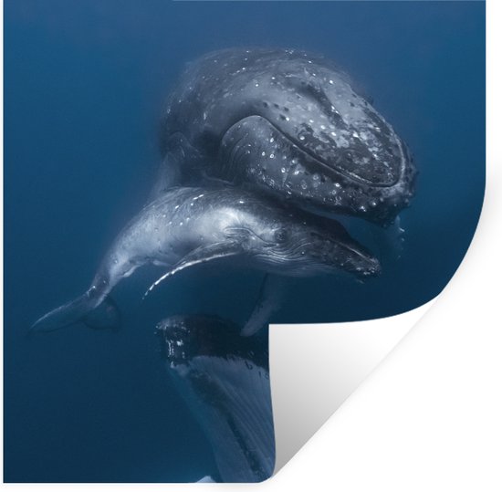 Muurstickers - Sticker Folie - Walvissen - Zee - Familie - 120x120 cm - Plakfolie -... | bol
