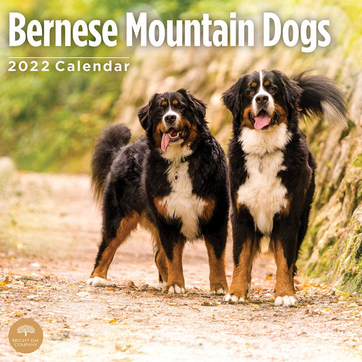 Berner Sennen Kalender 2022 | bol.com