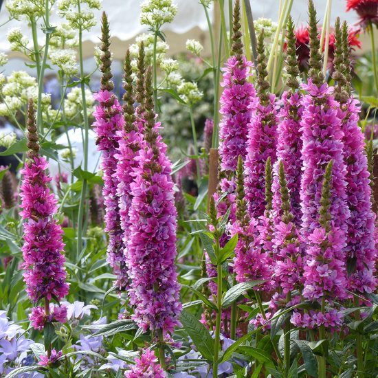 Lythrum salicaria 'Robert' - Grote kattenstaart - Pot Ø 17 cm (2 liter ...