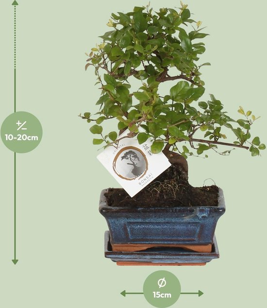 Bonsai Boompje - Kamerplanten - S-vorm - Hoogte: 20cm - Potmaat: Ø15 | bol