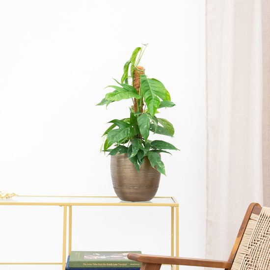 Epipremnum Pinnatum Variegata mosstok - 75cm | bol