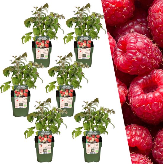 Frambozenplanten, 6 Stuks,Biologisch, Kleur vrucht Rood, Fruitstruiken ...