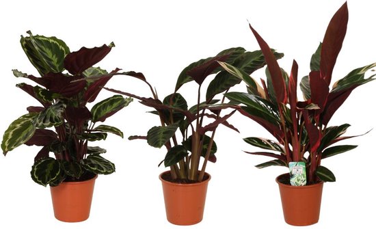 Calathea Symphony - 3 stuks - Ø19cm - 70-80cm | bol