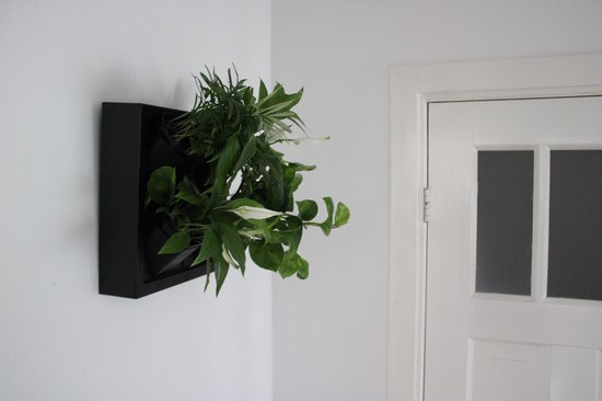 Plantschilderij - verticale plantenbak - aan de muur - planten ...