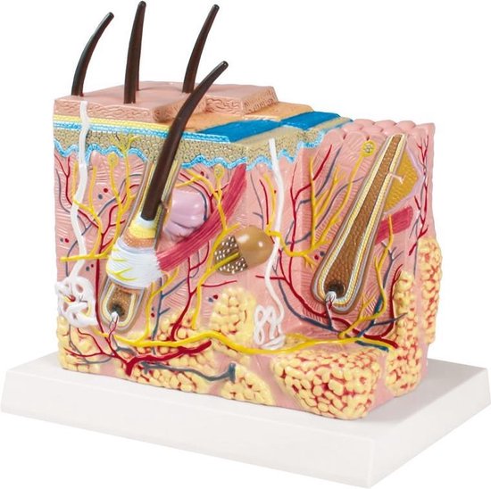 Het menselijk lichaam - anatomie model huid | bol.com
