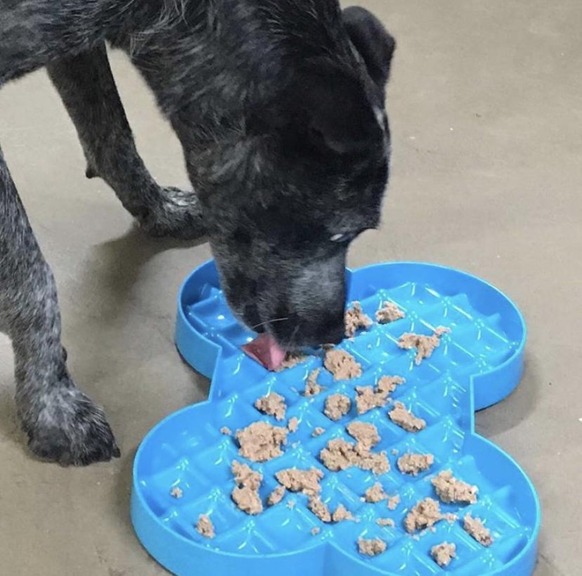 Slo dog-Slowfeeder hond-anti-schrok bak-voerbak hond- | bol