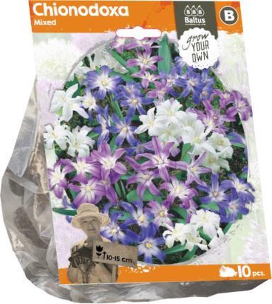 Chionodoxa Mixed (Sp) per 10 | bol
