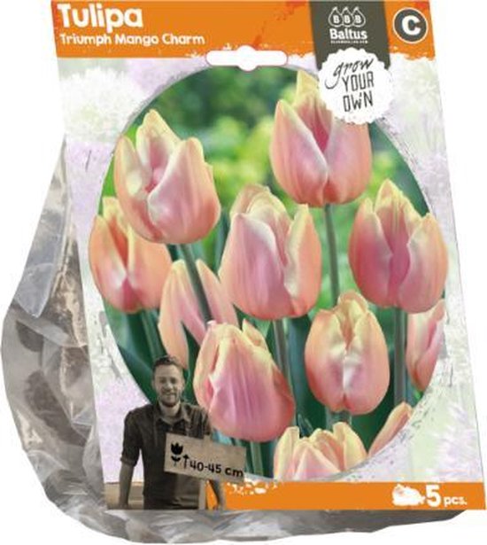 Tulipa Triumph Mango Charm (Sp) per 5 | bol