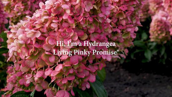 Hydrangea paniculata Living Pinky Promise® | bol