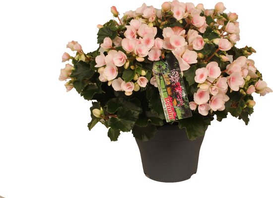 2 Stuks - Tuinplanten - Kamerplanten - Begonia - Betulia Light ...
