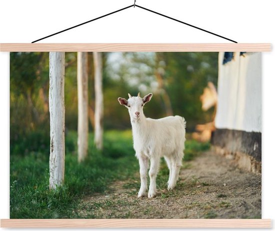 Witte geit staat naast witte paal 150x100 cm | bol.com