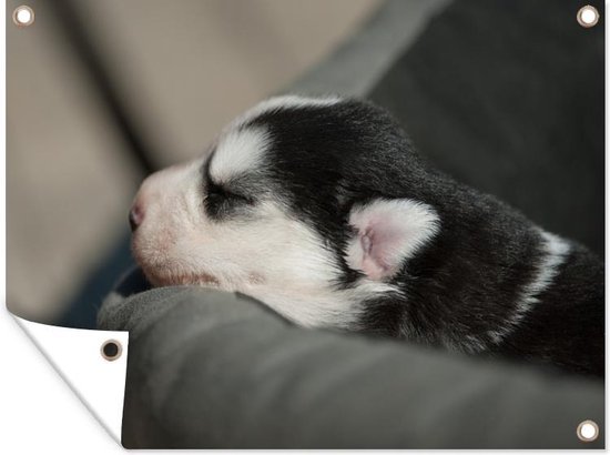 Muurdecoratie buiten Slapende hond op de bank - 160x120 cm - Tuindoek ...