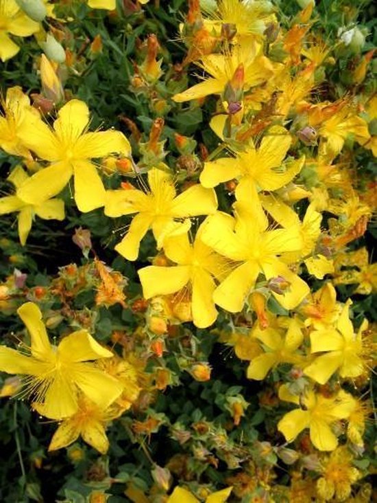 6x Hertshooi (Hypericum olympicum) - P9 pot (9x9) | bol