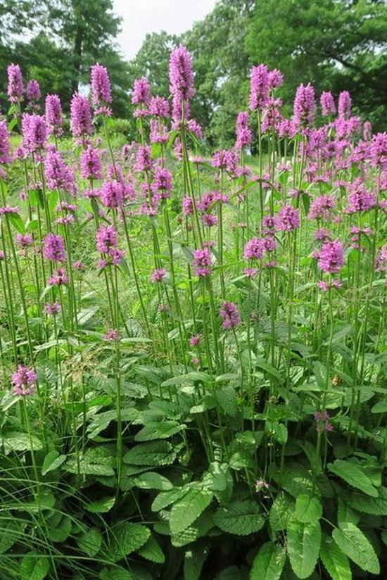 6x Ezelsoor (Stachys monieri 'Hummelo) - P9 pot (9x9) | bol
