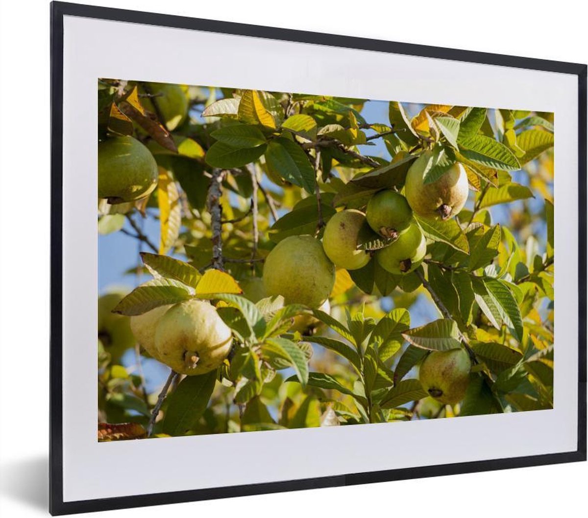 Fotolijst incl. Poster - Een guave boom in volle glorie in het zonnige ...