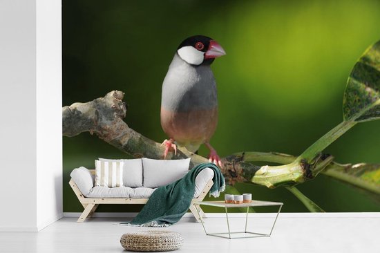 Behang - Fotobehang Rijstvogel zit op een tak van een Plumaria-boomtak ...