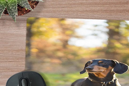 Muismat - Mousepad - Een mooie Teckel in het bos - 40x60 cm ...