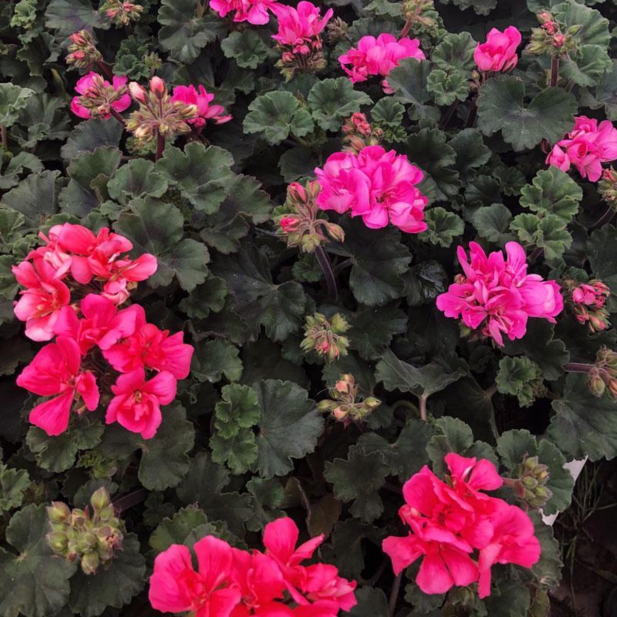 Staande geranium - roze tinten - Pelargonium zonale - 6 kwekerspotjes ...