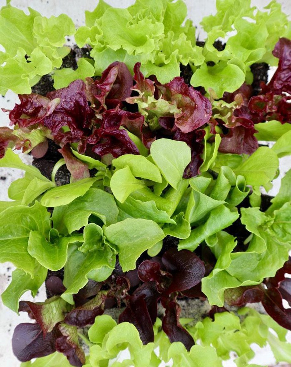 Sla mix - 30 plantjes - circa 6 soorten - 1 volle veilingtray - voor ...
