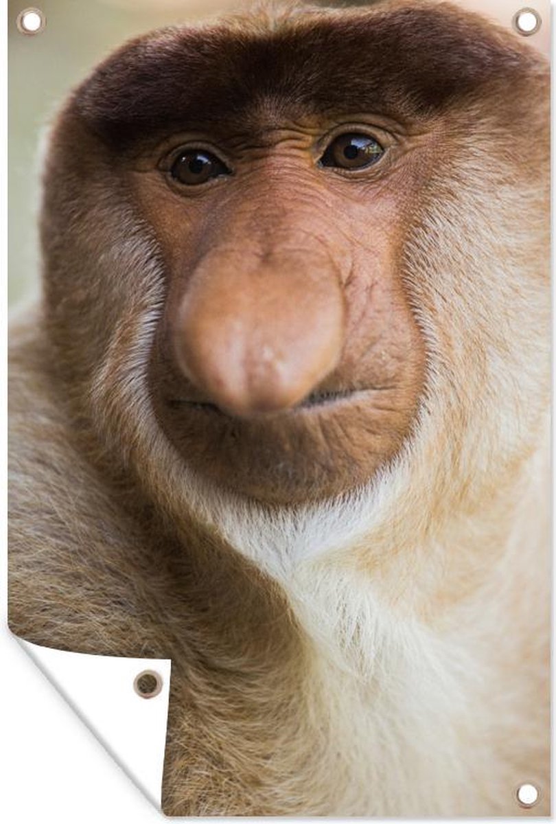 Affiche de jardin portrait d'un singe trompe 120x180 cm - Toile de ...