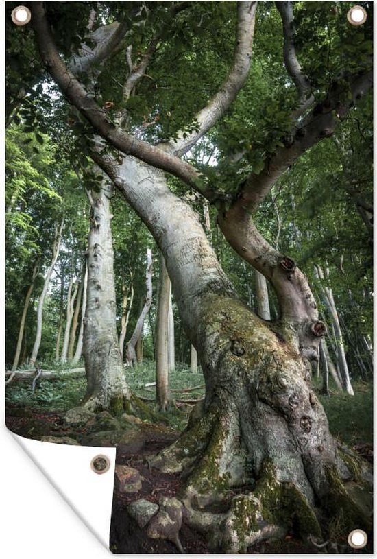Tuinposter - Tuindoek - Tuinposters buiten - Scheve bomen in het bos in ...