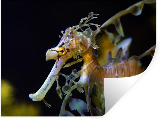 Muurstickers - een rafelvis op zwarte achtergrond - 120x90 cm ...