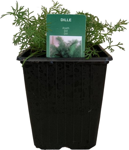 Dille plant | bol.com