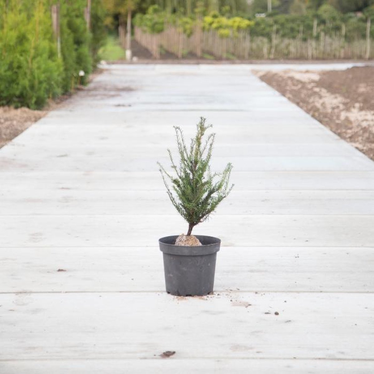 Taxushaag - Taxus baccata’ per vier meter (10 stuks) 40 - 60 cm ...