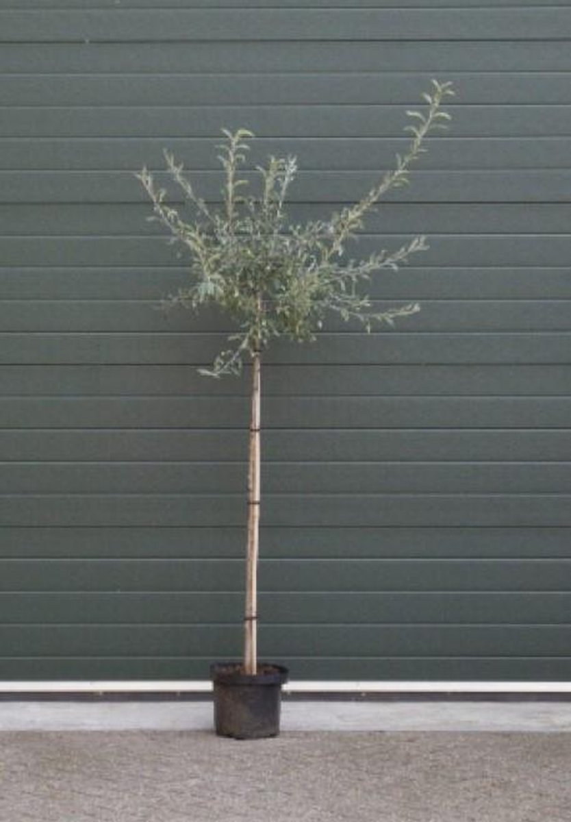 Wilgbladige treur sierpeer Pyrus salicifolia Pendula h 150 cm st. o ...