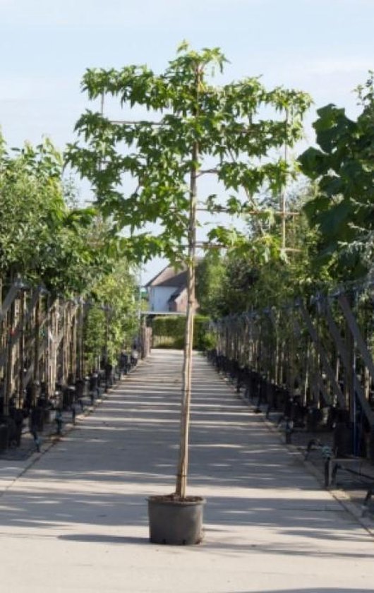 Lei amberboom 220 cm | Liquidambar styraciflua 'Worplesdon' 14-18 cm 220 cm|... | bol
