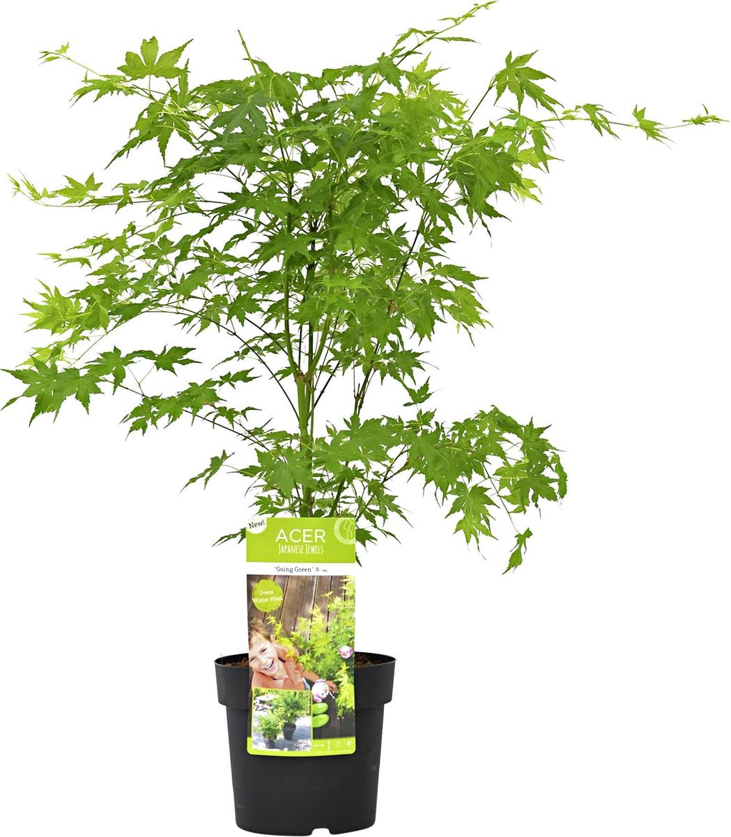 Acer Palmatum 'Going Green' - Japanse Esdoorn groen - ↑ 40-50cm - Ø ...